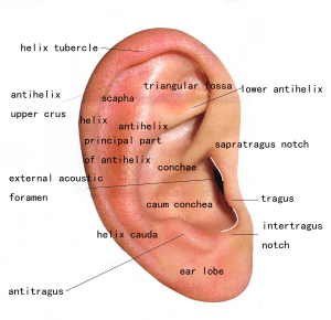 Ear Reconstruction Pasadena Newport Beach Dr Hung